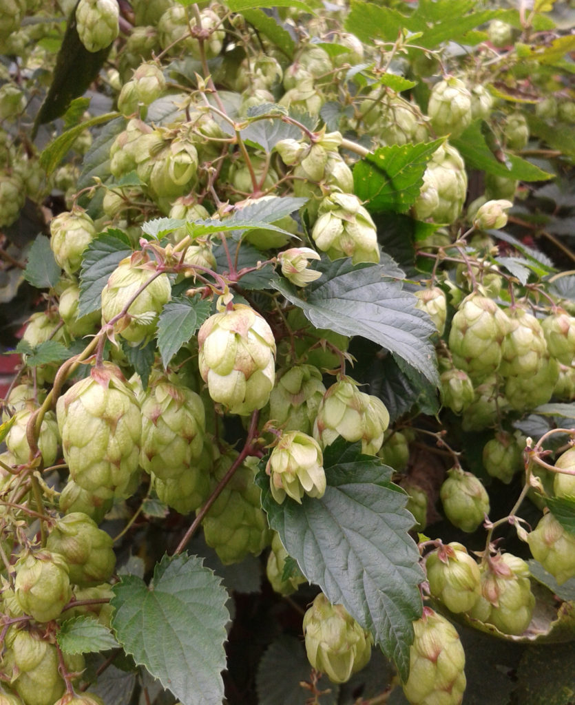 Hopfen › SCHWANGER NATÜRLICH